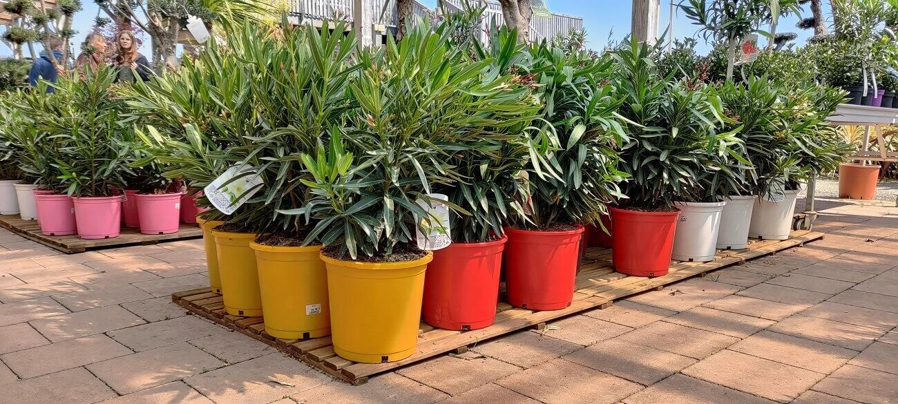 Pépinière - Les Jardins de Belle Ville